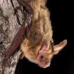 Field Guide to Australian Bats | Auswildlife