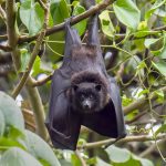 Field Guide to Australian Bats | Auswildlife