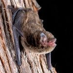 Field Guide to Australian Bats | Auswildlife
