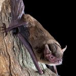 Field Guide to Australian Bats | Auswildlife
