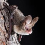 Field Guide to Australian Bats | Auswildlife