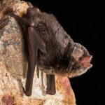 Field Guide to Australian Bats | Auswildlife