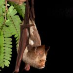 Field Guide to Australian Bats | Auswildlife