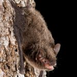 Field Guide to Australian Bats | Auswildlife