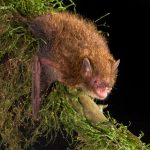 Field Guide to Australian Bats | Auswildlife