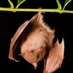Field Guide to Australian Bats | Auswildlife