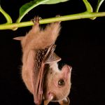 Field Guide to Australian Bats | Auswildlife