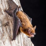 Field Guide to Australian Bats | Auswildlife
