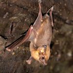 Field Guide to Australian Bats | Auswildlife