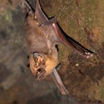 Field Guide to Australian Bats | Auswildlife