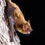 Field Guide to Australian Bats | Auswildlife