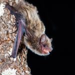 Field Guide to Australian Bats | Auswildlife