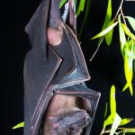Field Guide to Australian Bats | Auswildlife