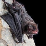 Field Guide to Australian Bats | Auswildlife