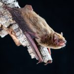 Field Guide to Australian Bats | Auswildlife
