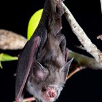 Field Guide to Australian Bats | Auswildlife