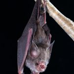 Field Guide to Australian Bats | Auswildlife