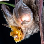 Field Guide to Australian Bats | Auswildlife