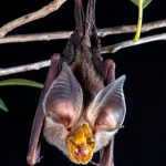 Field Guide to Australian Bats | Auswildlife