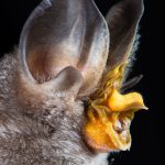Field Guide to Australian Bats | Auswildlife