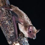 Field Guide to Australian Bats | Auswildlife