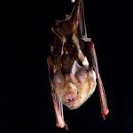 Field Guide to Australian Bats | Auswildlife