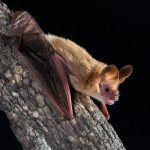 Field Guide to Australian Bats | Auswildlife