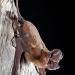 Field Guide to Australian Bats | Auswildlife