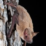Field Guide to Australian Bats | Auswildlife