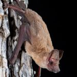 Field Guide to Australian Bats | Auswildlife