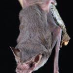 Field Guide to Australian Bats | Auswildlife