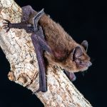 Field Guide to Australian Bats | Auswildlife