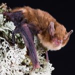 Field Guide to Australian Bats | Auswildlife