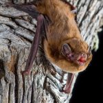 Field Guide to Australian Bats | Auswildlife