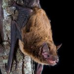 Field Guide to Australian Bats | Auswildlife