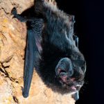Field Guide to Australian Bats | Auswildlife