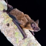 Field Guide to Australian Bats | Auswildlife