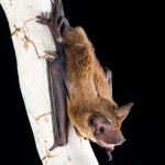 Field Guide to Australian Bats | Auswildlife