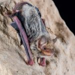 Field Guide to Australian Bats | Auswildlife