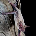 Field Guide to Australian Bats | Auswildlife