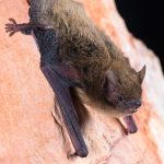 Field Guide to Australian Bats | Auswildlife
