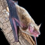 Field Guide to Australian Bats | Auswildlife