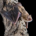 Field Guide to Australian Bats | Auswildlife