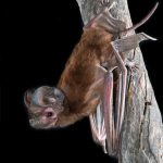 Field Guide to Australian Bats | Auswildlife
