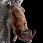 Field Guide to Australian Bats | Auswildlife