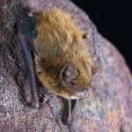 Field Guide to Australian Bats | Auswildlife