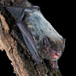Field Guide to Australian Bats | Auswildlife