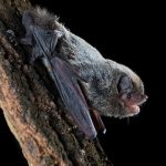 Field Guide to Australian Bats | Auswildlife