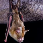Field Guide to Australian Bats | Auswildlife