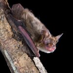 Field Guide to Australian Bats | Auswildlife